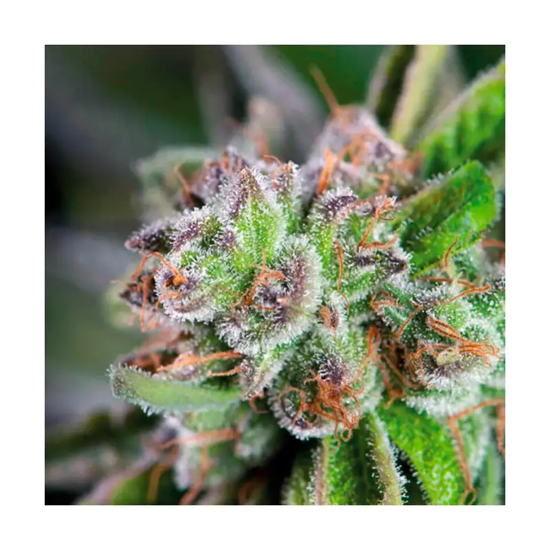 Pyramid Seeds – Watermelon Zkittlez Fem x3+1 - Culto Verde